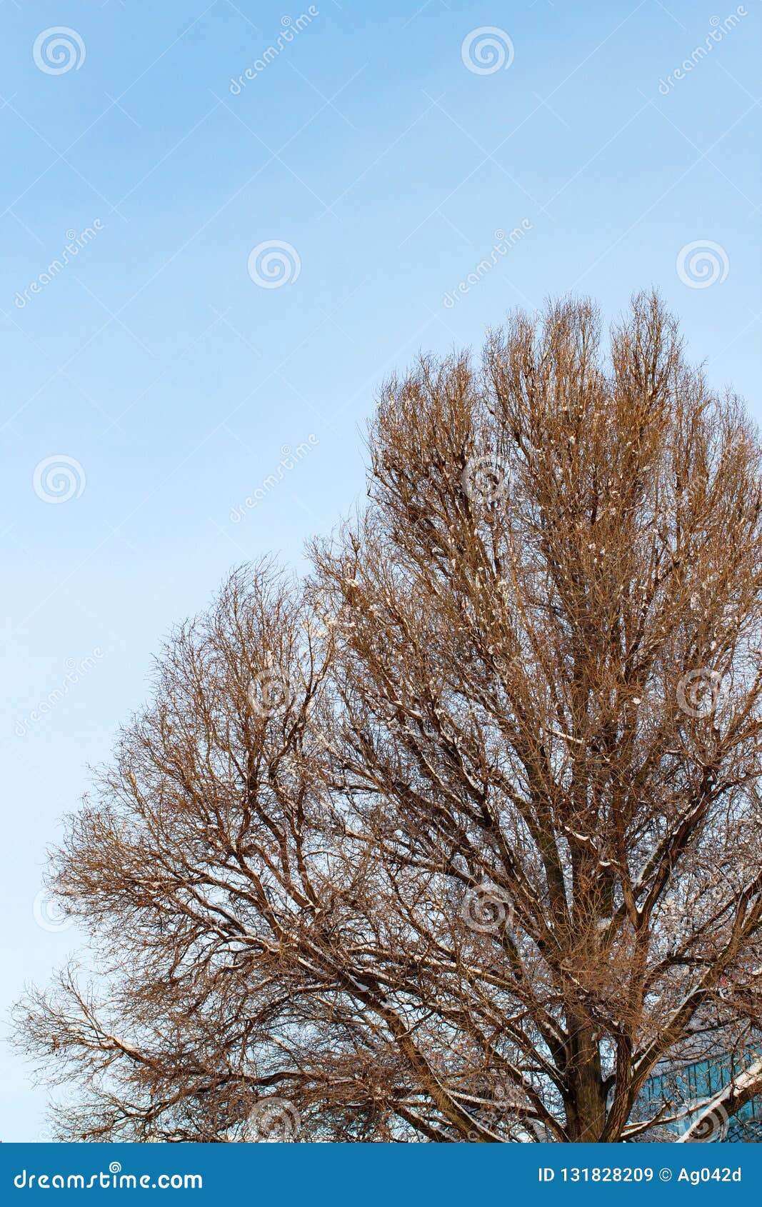 Background of Trees for a Double Exposure, Trees Against the Sky Stock ...