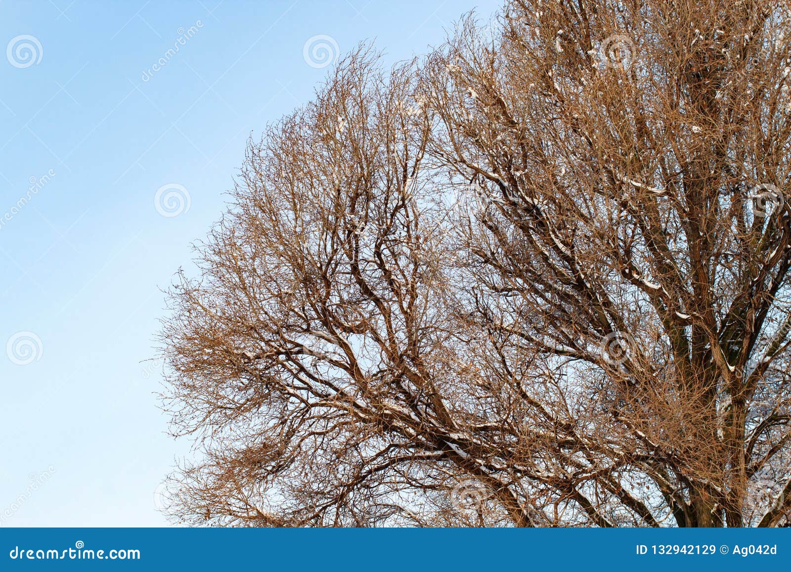 Background of Trees for a Double Exposure, Trees Against the Sky Stock ...