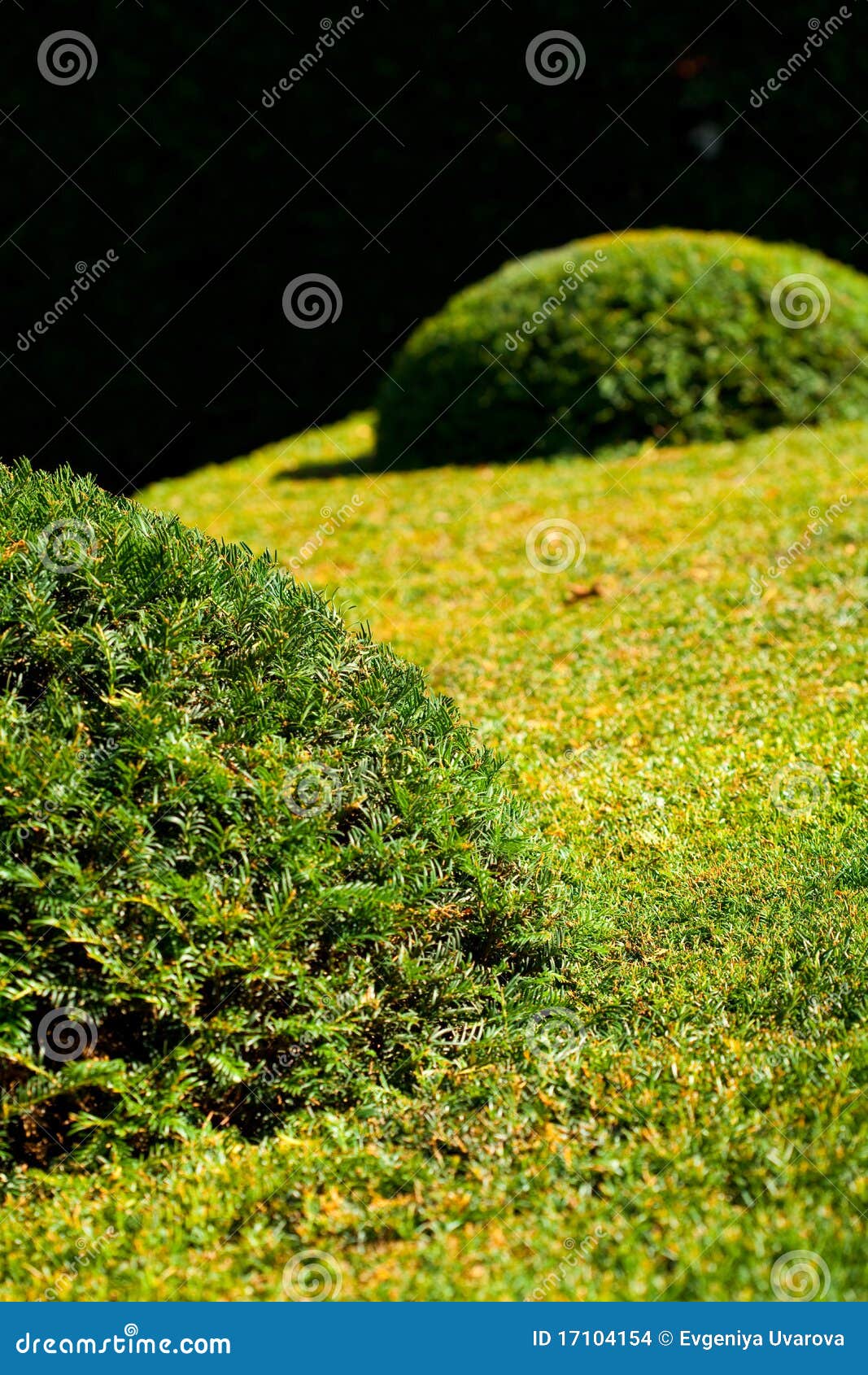 Background of the Trimmed Bushes Stock Photo - Image of scene, anemone ...