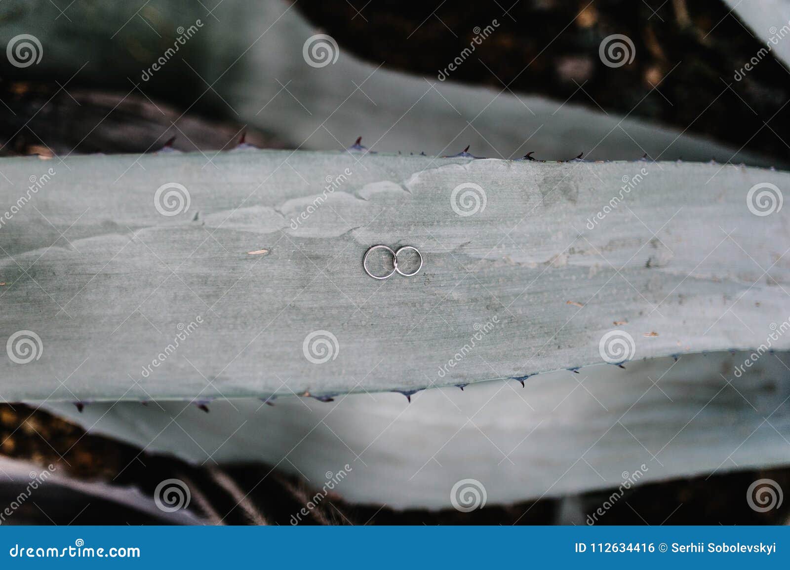 On the Background of a Tropical Cactus Lying Two Silver Rings. Stock ...