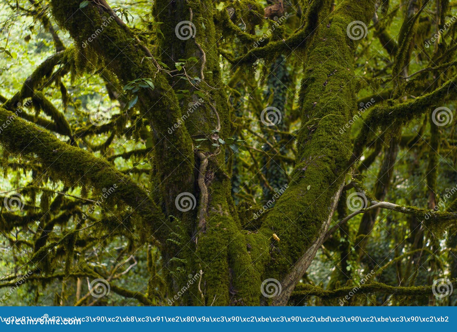 Fragment of a Beautiful Mossy Tree in a Rainforest Stock Photo - Image ...