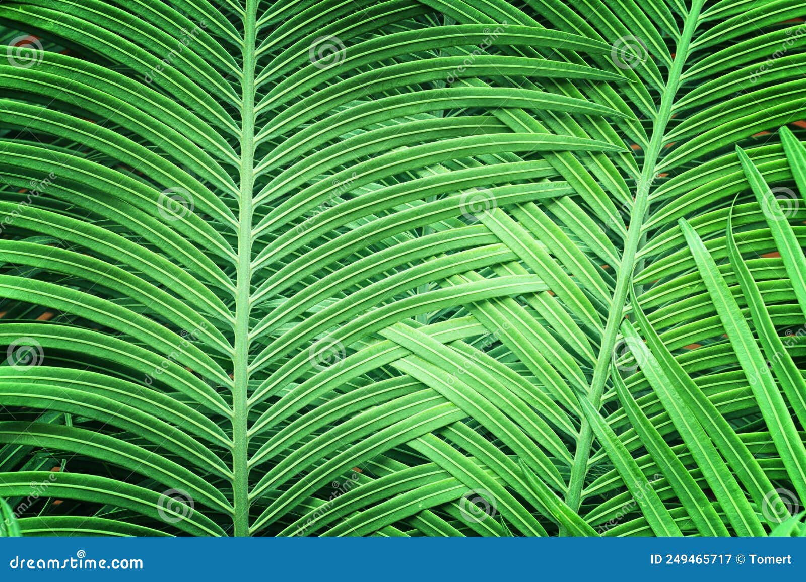 Background of Tropical Green Palm Stock Image - Image of foliage ...
