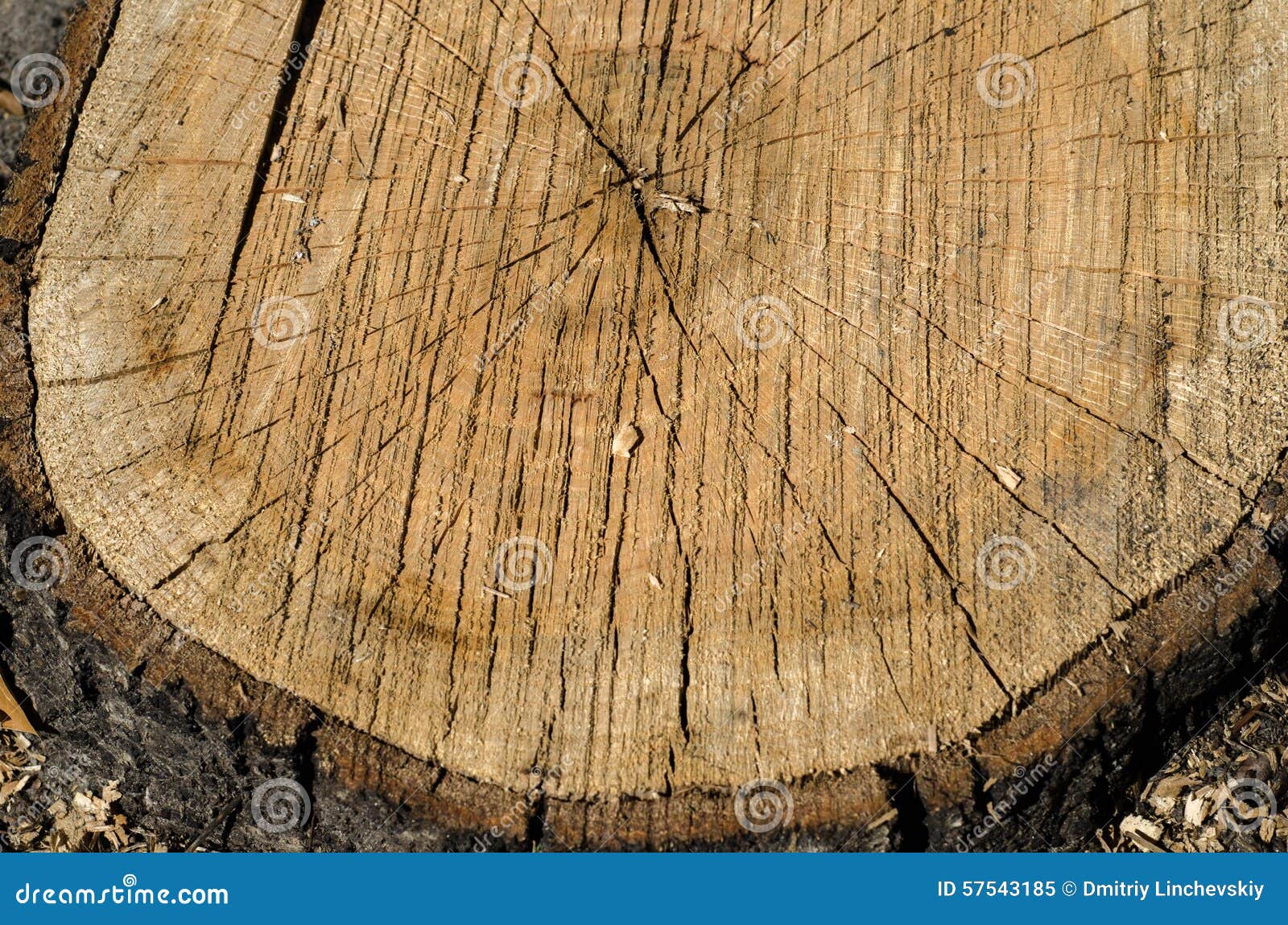 Background Of Truncated Circle Tree Royalty-Free Stock Photography ...