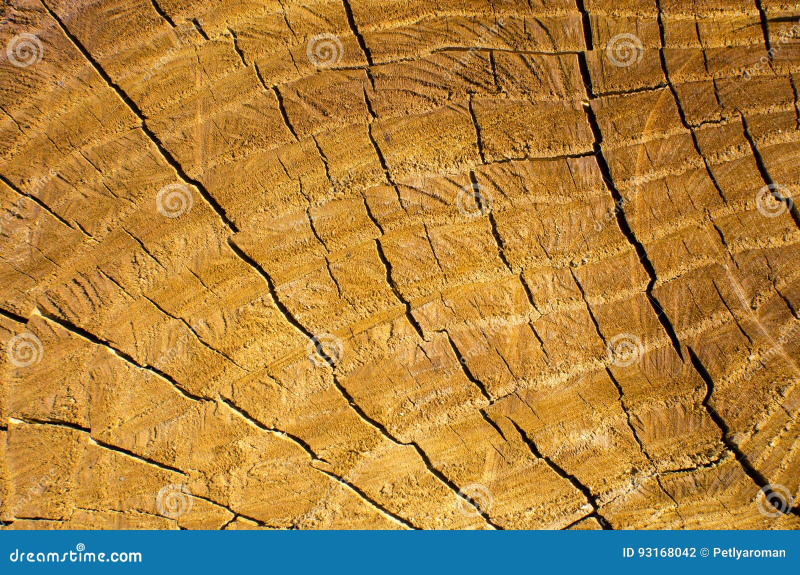 Background of a Truncated Tree Trunk Stock Photo - Image of pattern ...