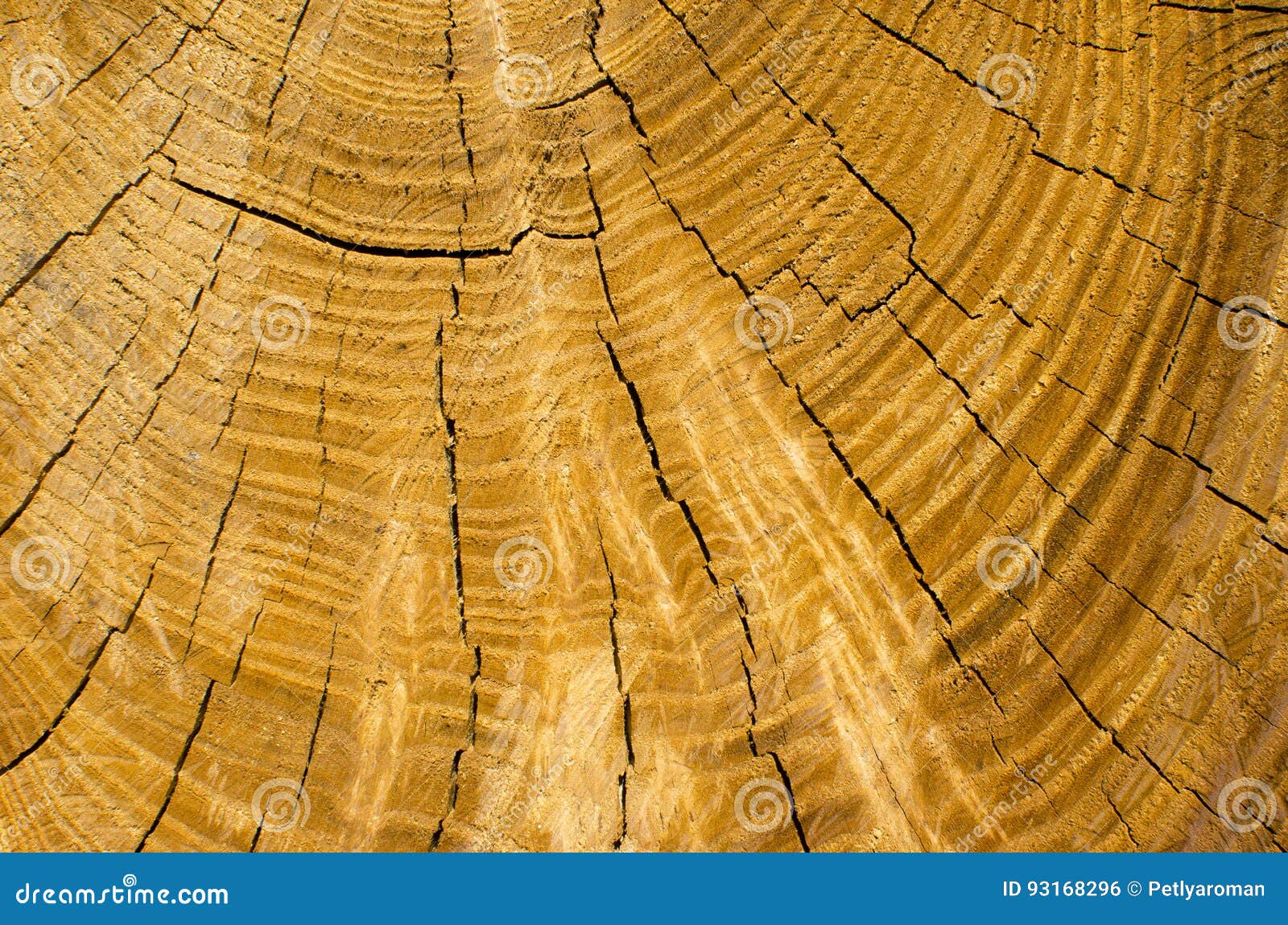 Background of a Truncated Tree Trunk Stock Photo - Image of shape ...