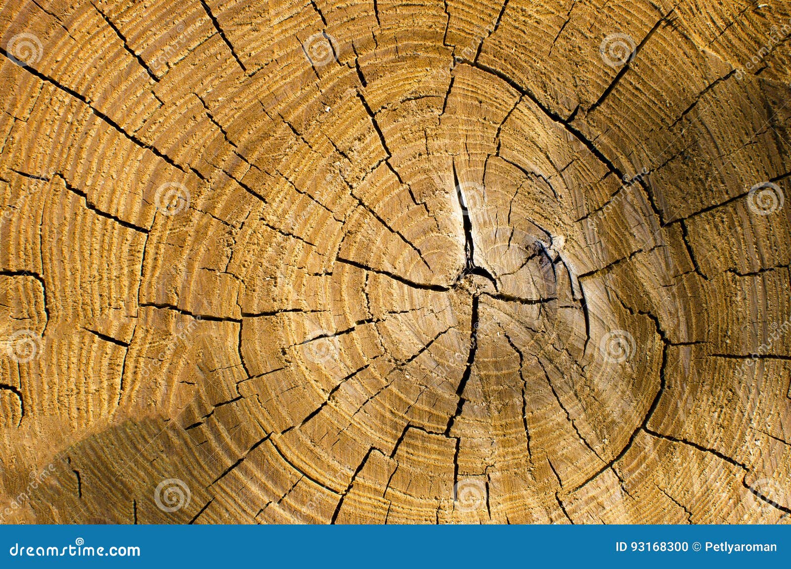 Background of a Truncated Tree Trunk Stock Photo - Image of store ...