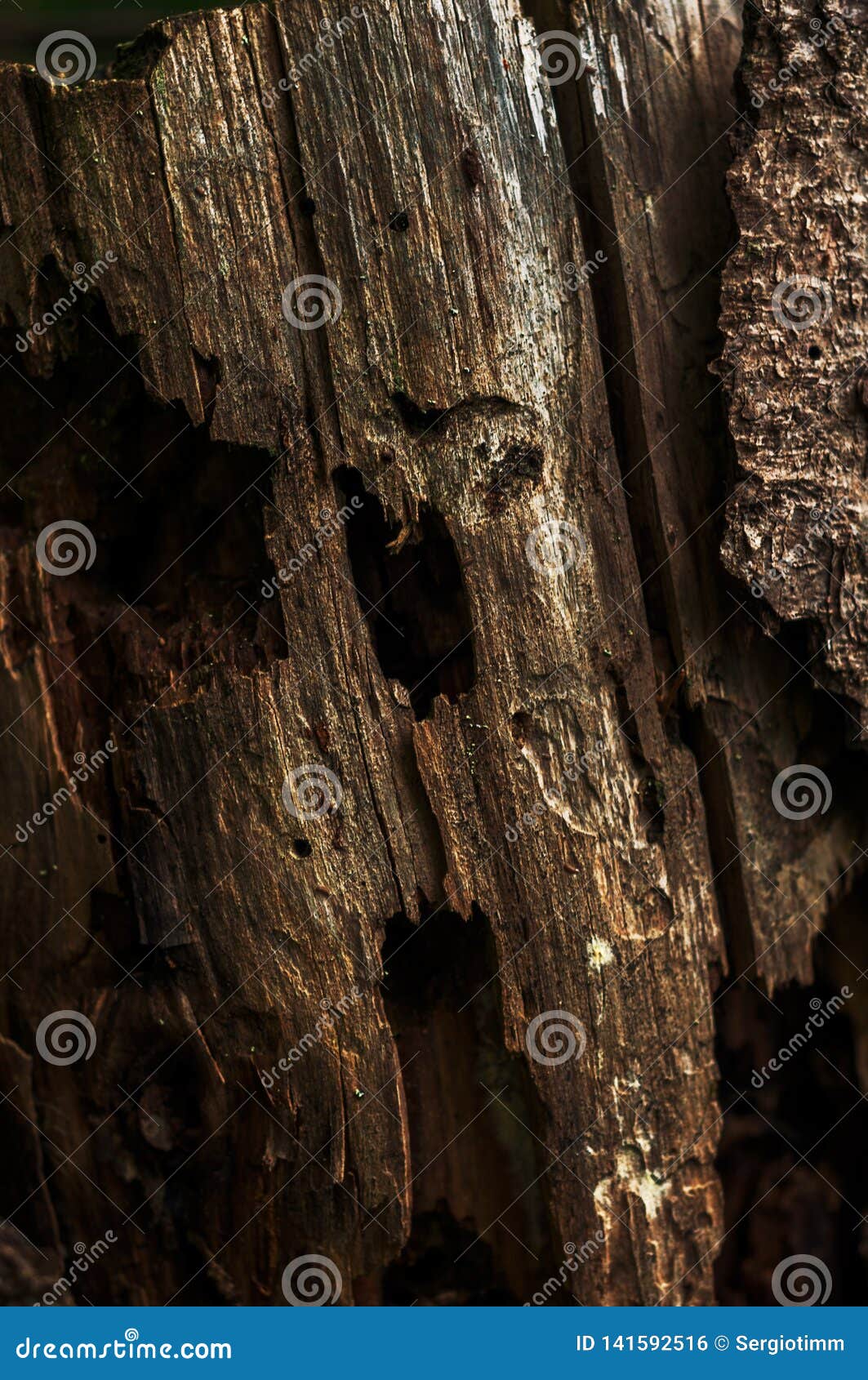 Background from the Trunk of an Old Rotten Tree with Peeling Bark Stock ...