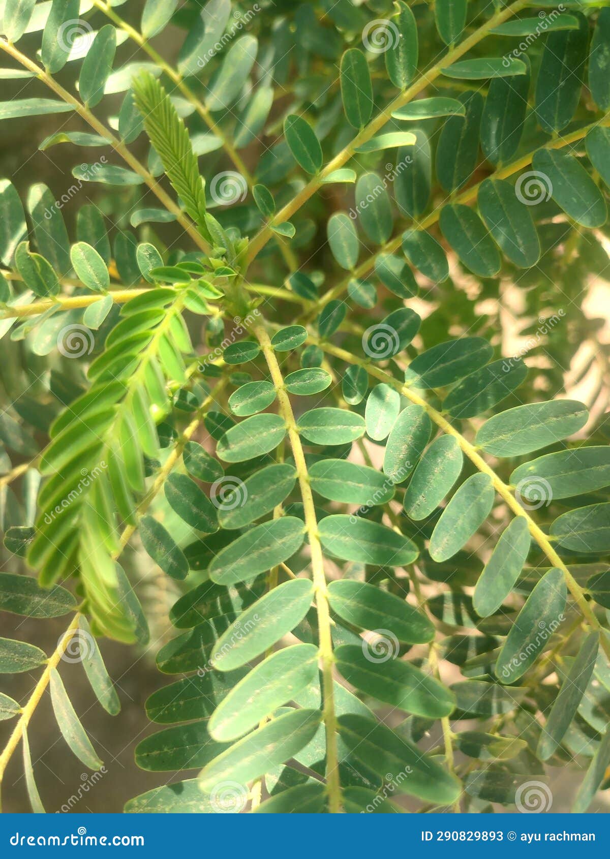 Background of the Trunk of the Turi Flower Tree Whose Leaves are ...