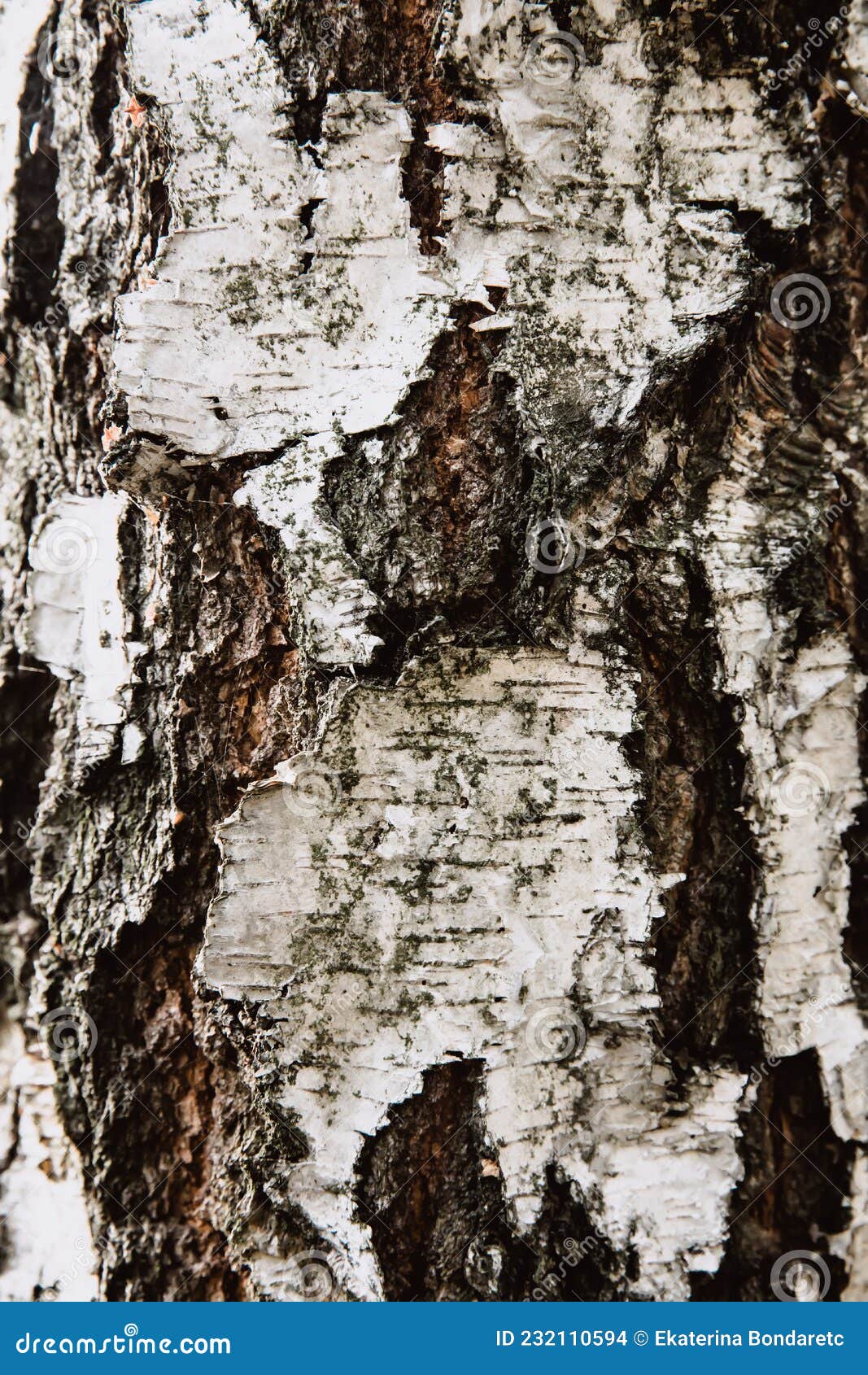Birch Texture Stock Image | CartoonDealer.com #87736621