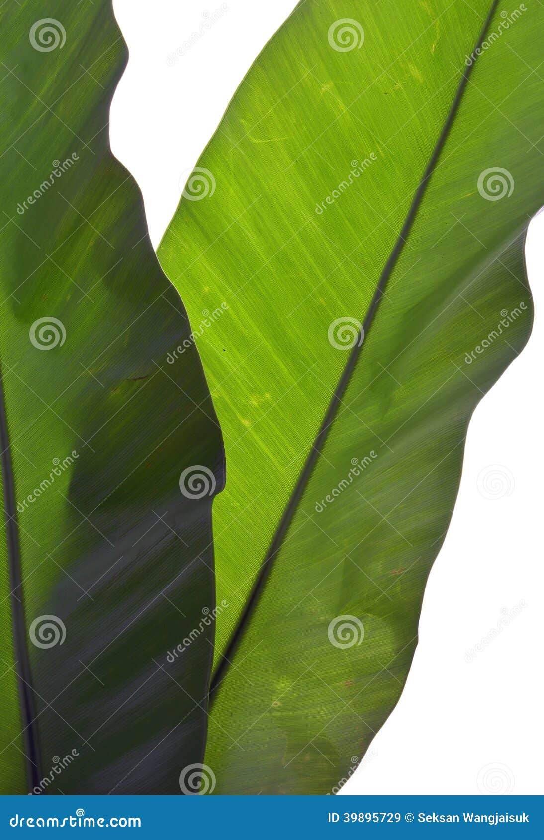 Background from Two Green Leaf Stock Image - Image of botanical ...