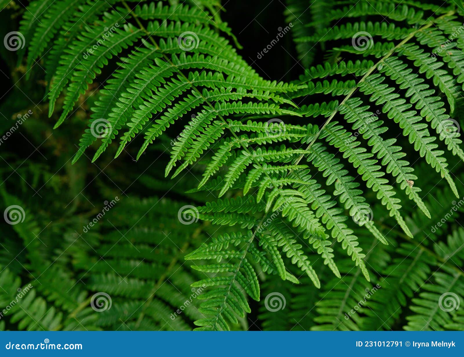 Background of Two Leaves of Green Fern Stock Image - Image of natural ...