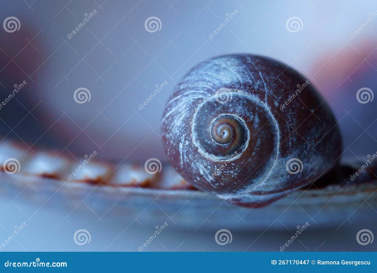 Background with Two Sea Shells, a Snail and a Mollusk Shell Stock Image ...
