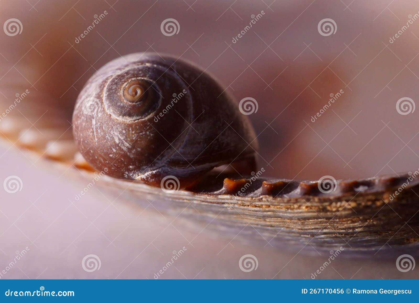 Background with Two Sea Shells, a Snail and a Mollusk Shell Stock Photo ...