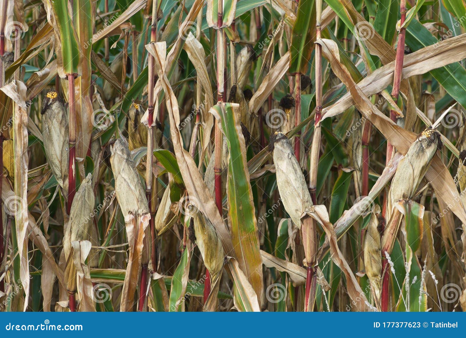 Background of Uncollected Overripe Corn Stock Image - Image of grain ...