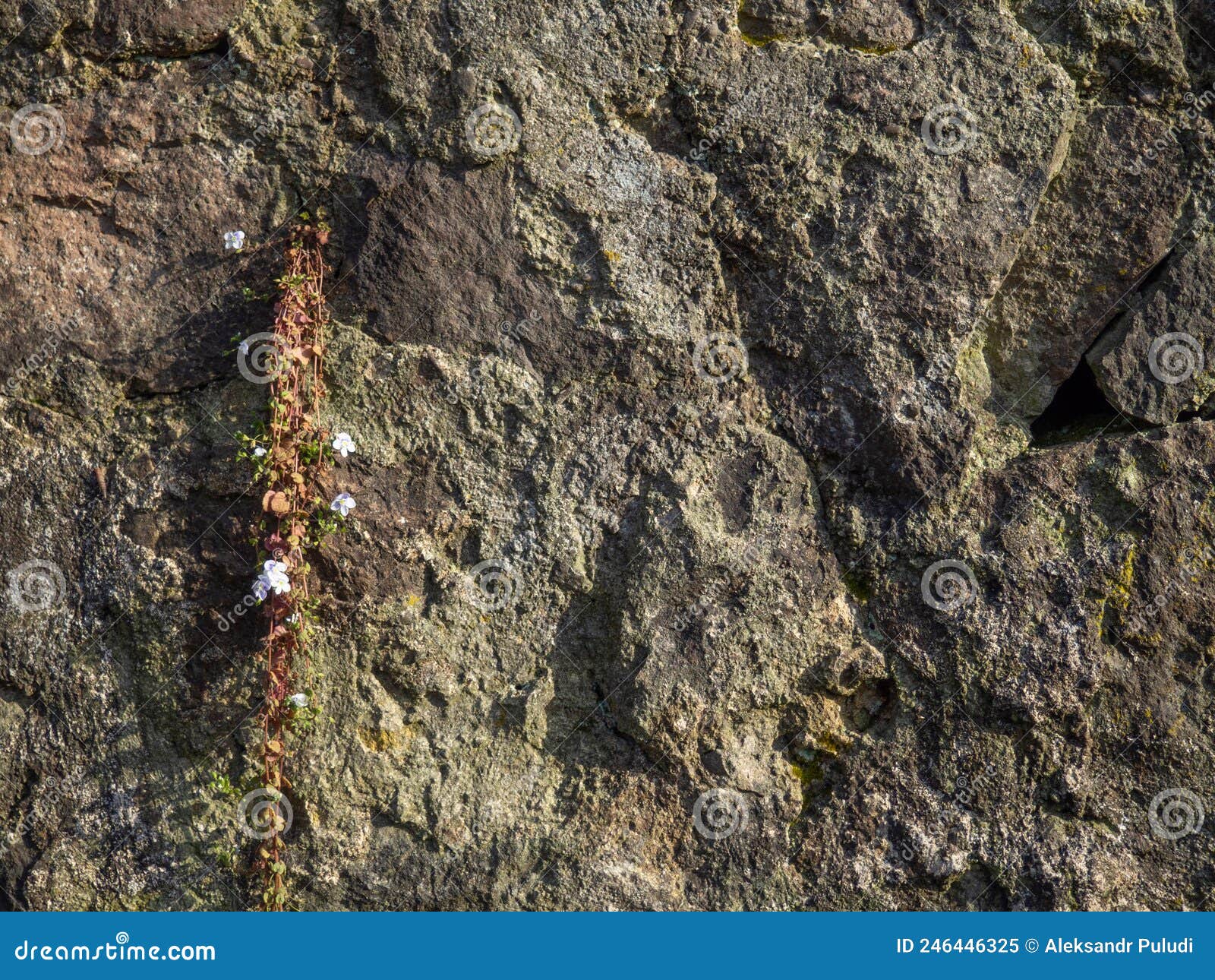 Background of Uneven Stone. Stone Wall. Old Masonry. Remains of ...