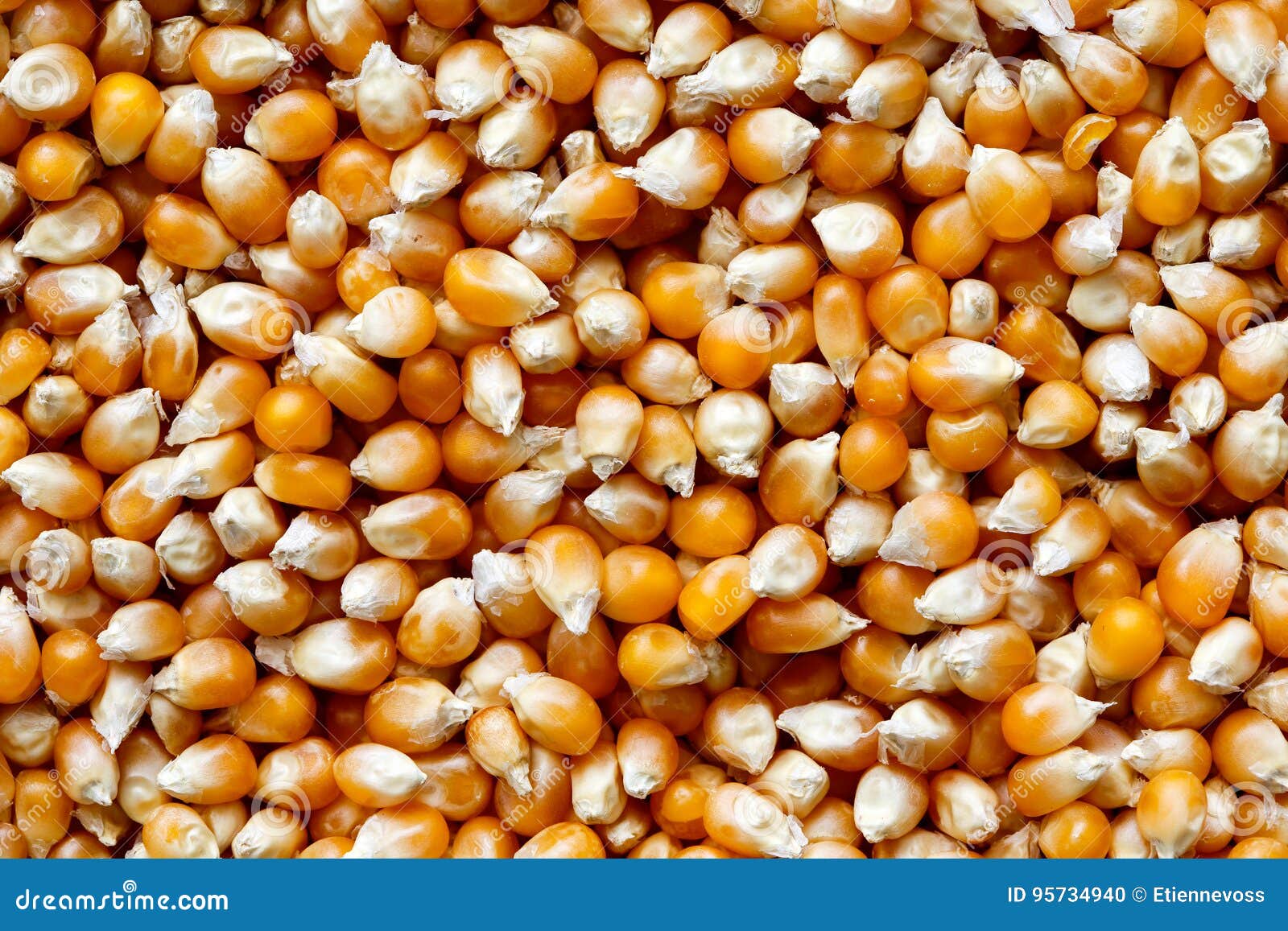 Background of Unpopped Popcorn. Stock Photo - Image of yellow ...