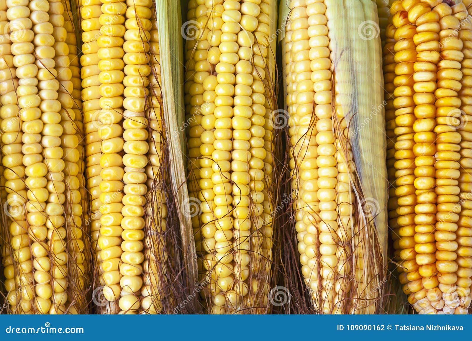 Untreated corn. stock photo. Image of kernels, untreated - 109090162