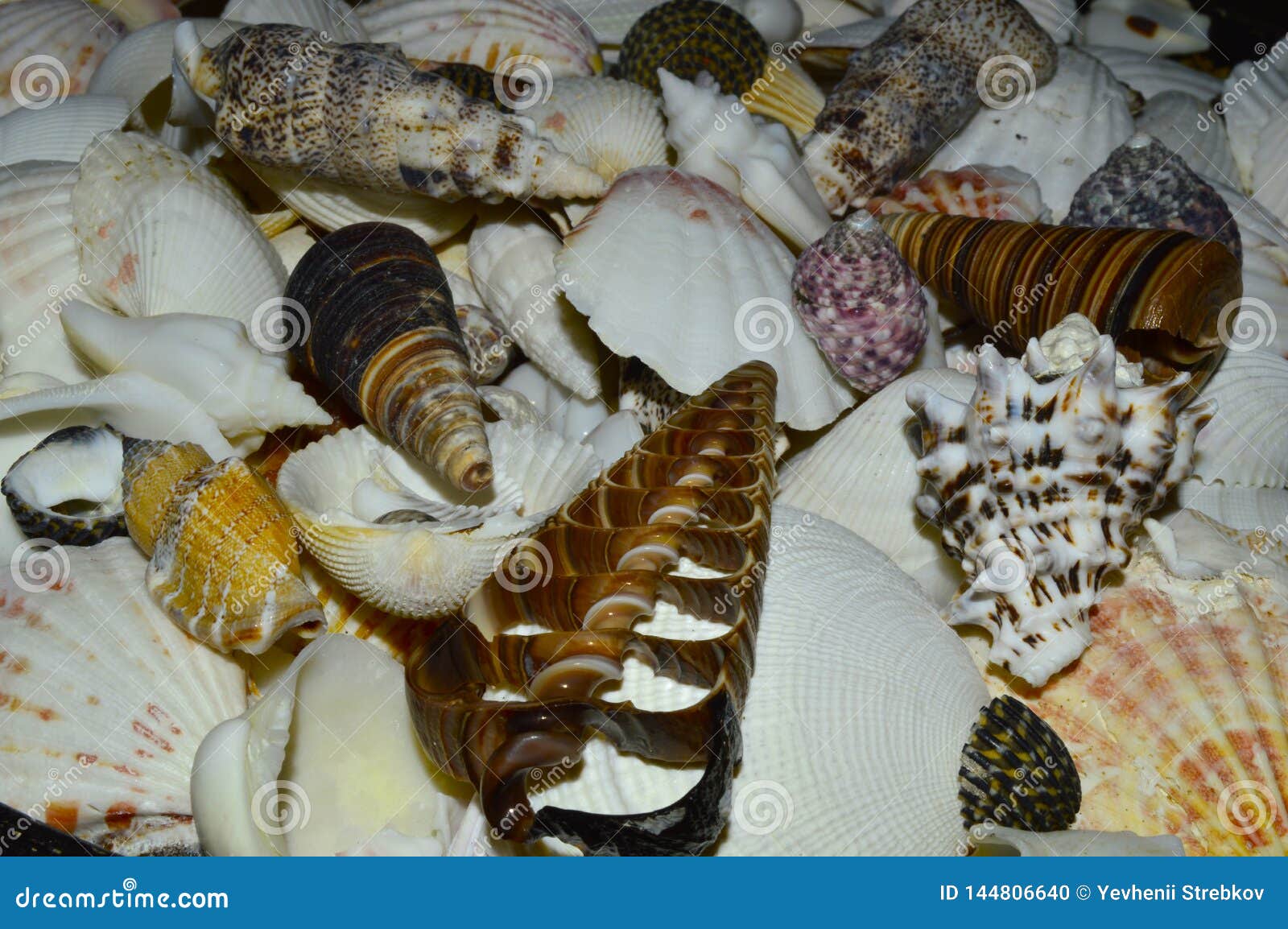 Background from a Variety of Different Seashells Stock Photo - Image of ...