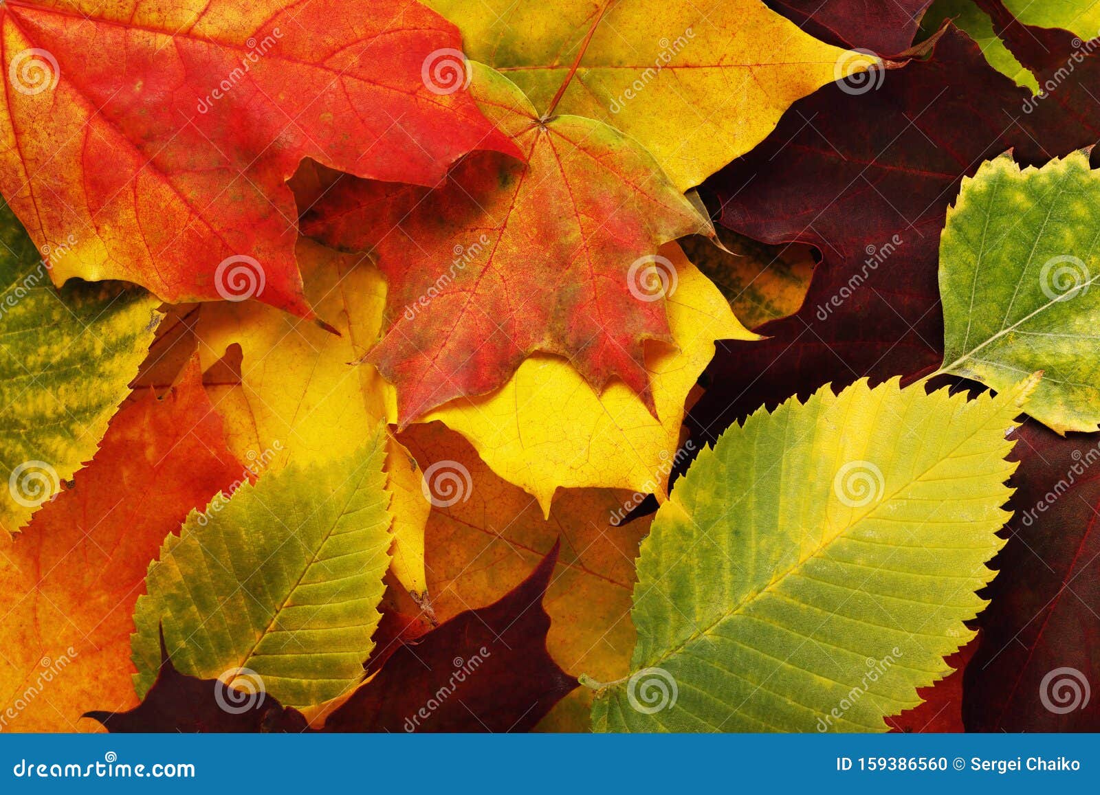Background from Various Autumn Leaves of Maple, Ash and Birch Stock ...