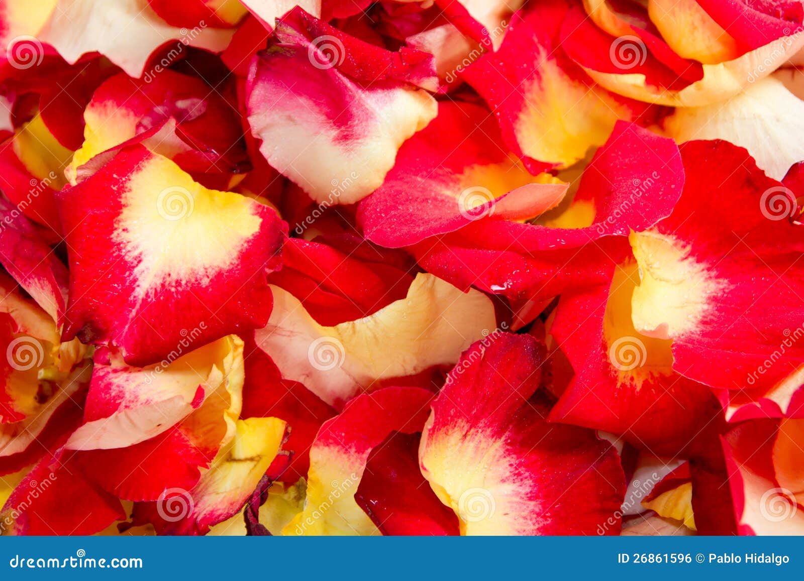 Background of Various Color Rose Petals Stock Photo - Image of blossom ...