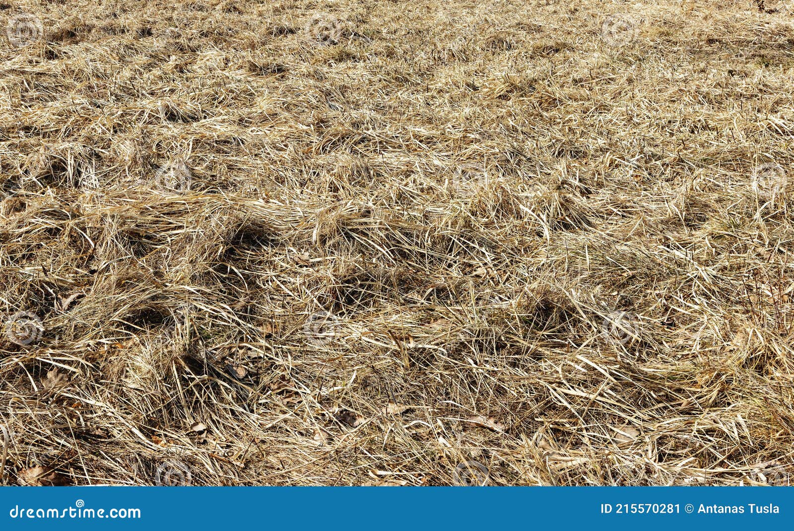 Background of Various Dried Grass Textures in the Meadow in Spring ...