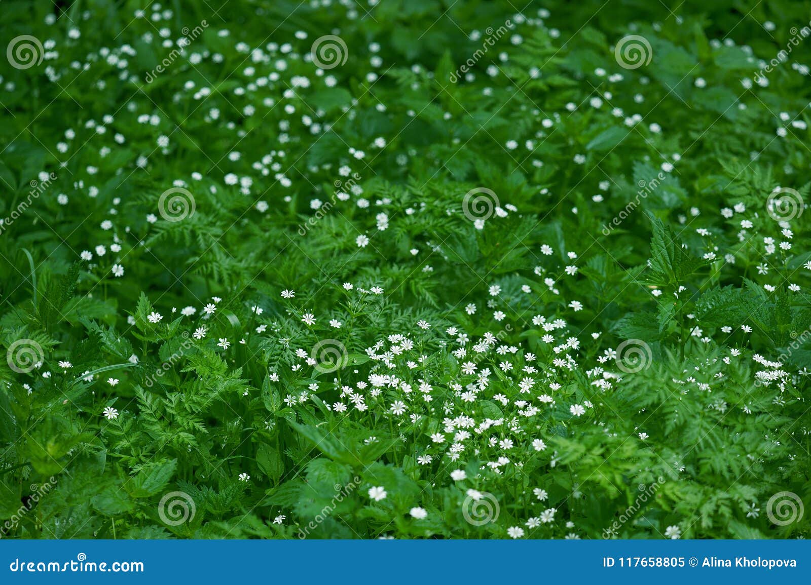 Background of Various Green Forest Plants Stock Image - Image of ...