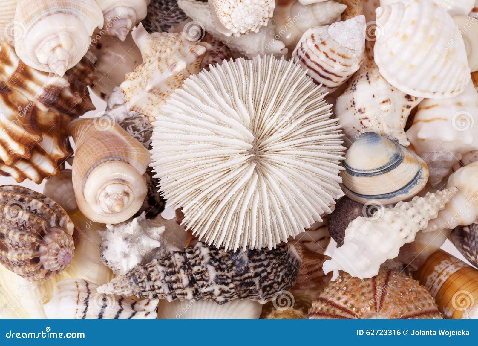 Seeshells Stock Photos - Free & Royalty-Free Stock Photos from Dreamstime