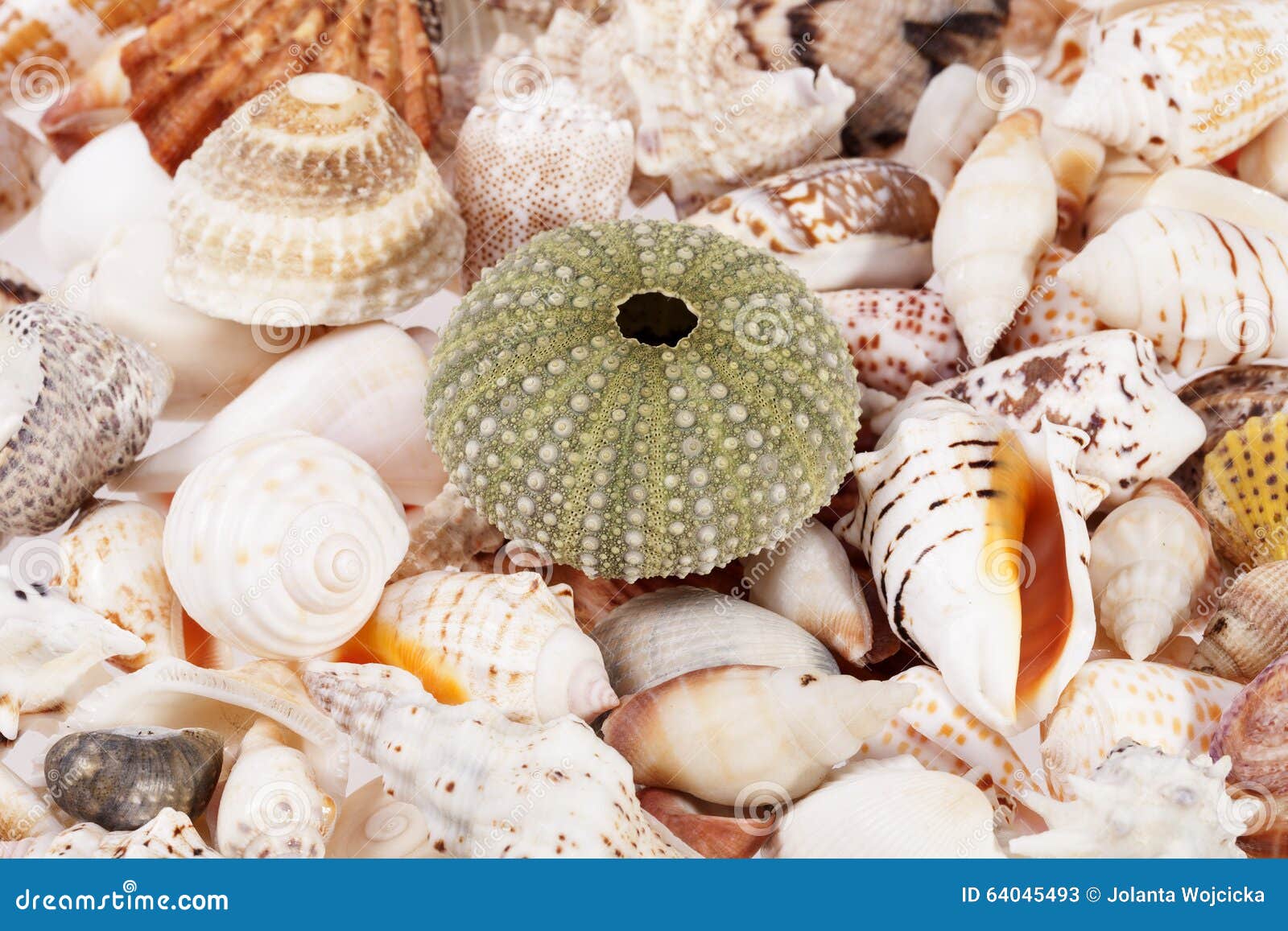 Background of Various Kinds of Sea Shells, Close Up Stock Image - Image ...