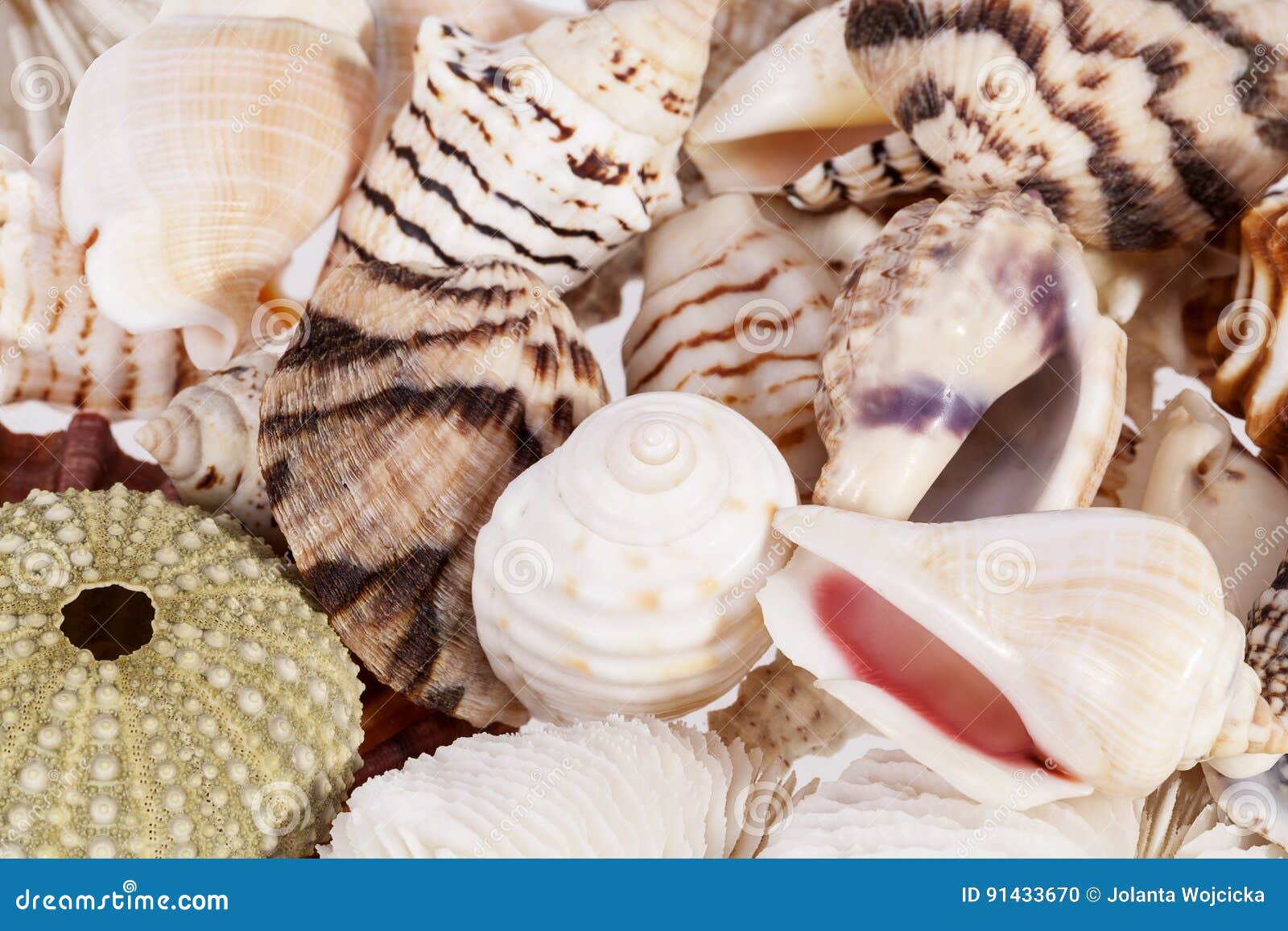 Background of Various Types of Sea Shells Stock Photo - Image of exotic ...
