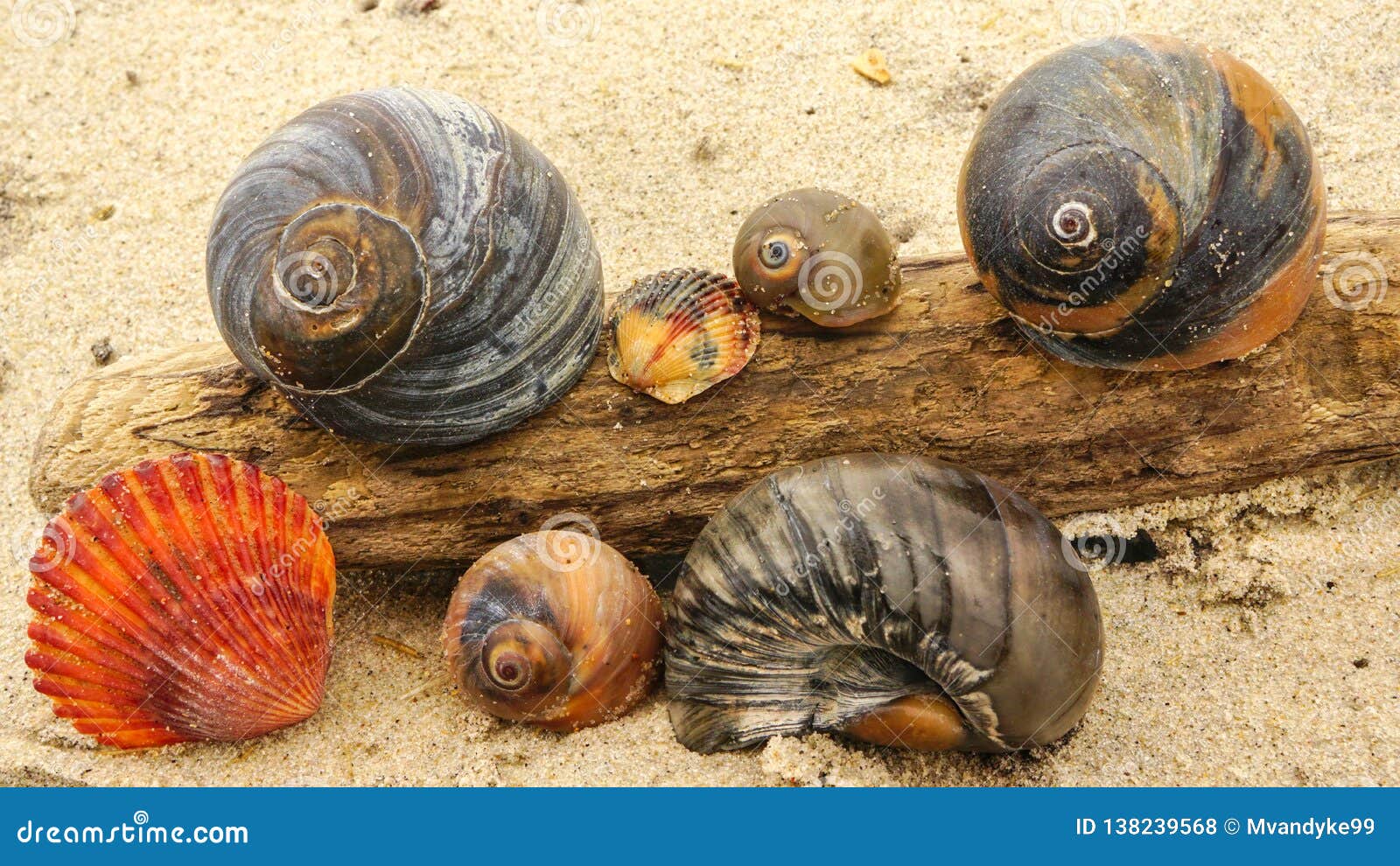 Background Seashells Outer Banks North Carolina Stock Photo - Image of ...