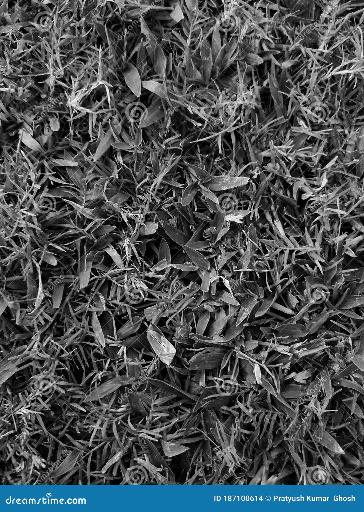 Black and White View of Green Grass in Field Stock Photo - Image of ...