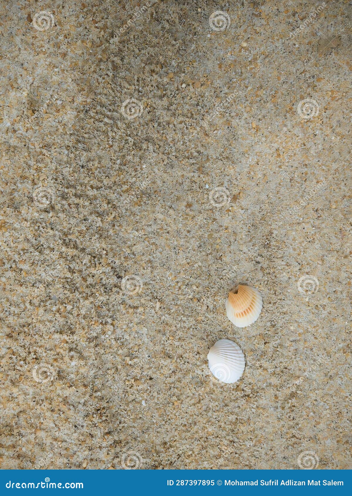 Background View of Two Seashells on the Surface of the Beach Sand ...
