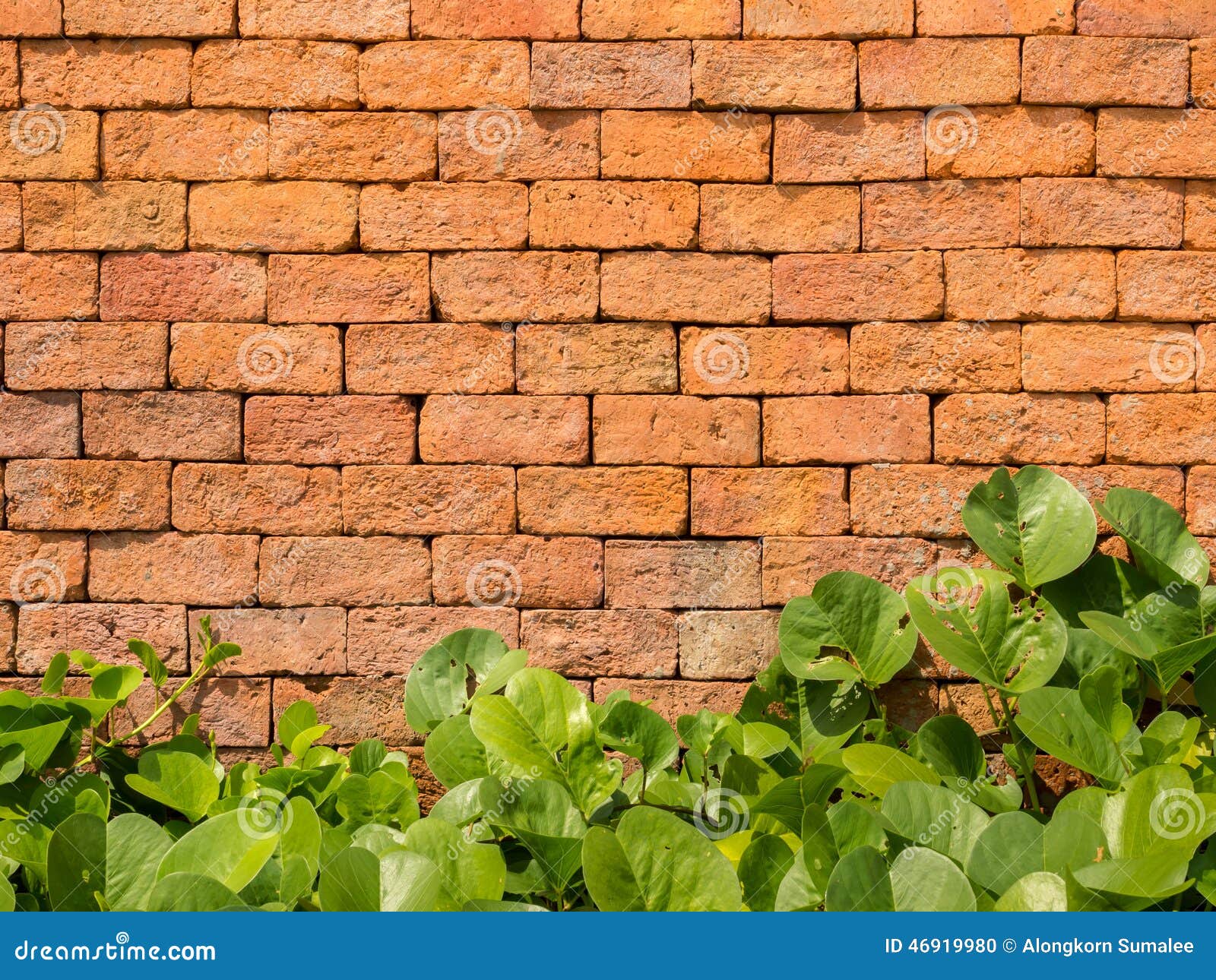 Background of Vintage Brick Wall Texture with Green Leaves Stock Photo ...