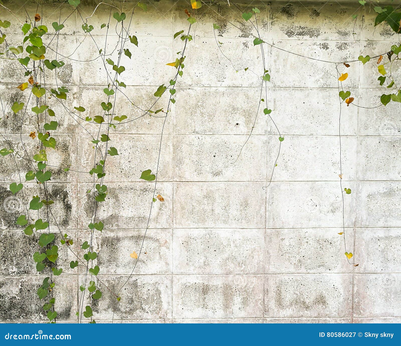 Background stock image. Image of wallpaper, wall, tree - 80586027