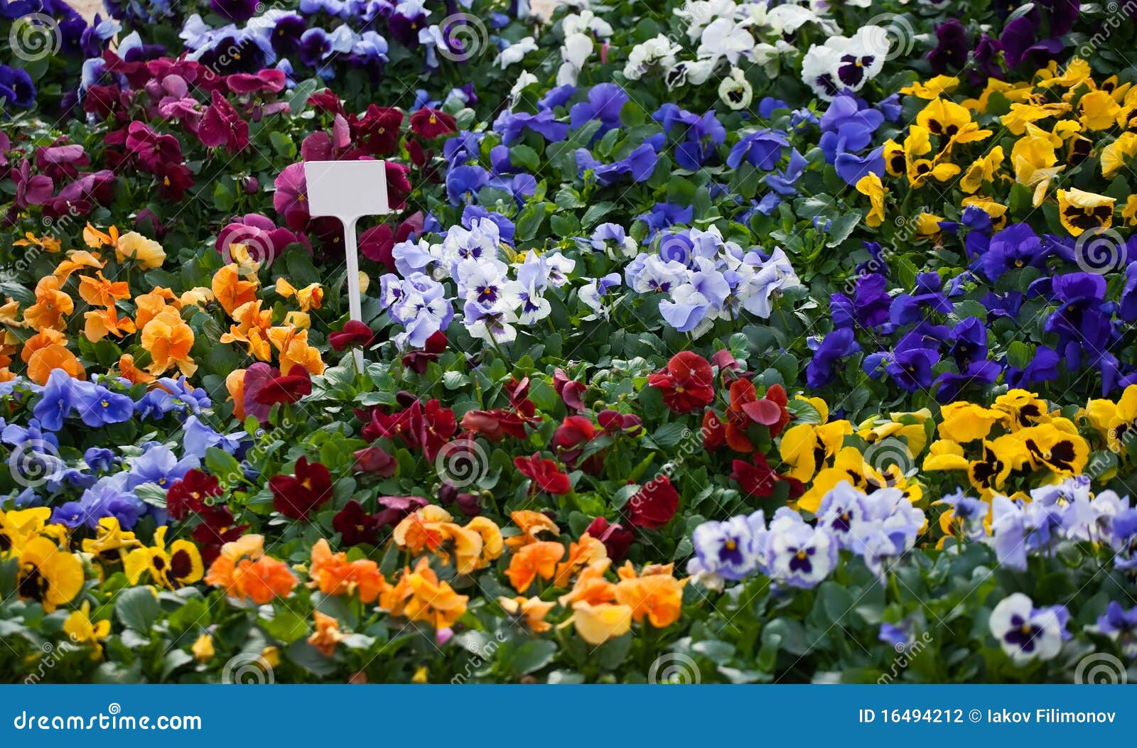Background of Viola Flowers Stock Photo - Image of macro, green: 16494212