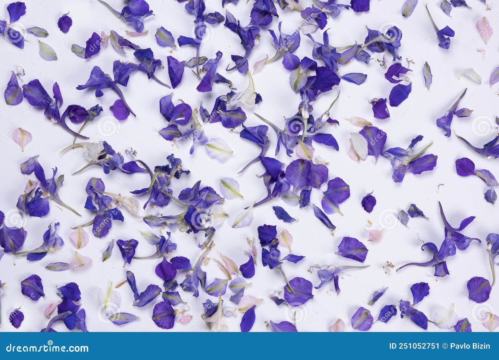 Background with Violet Field Flowers on a White Background Stock Image ...