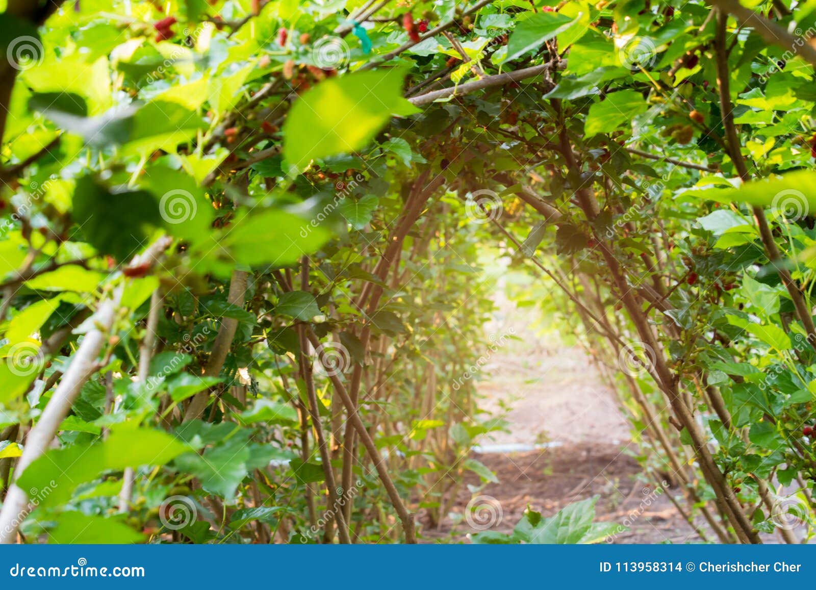 Background Walkway in the Malberry Farm Stock Photo - Image of colorful ...