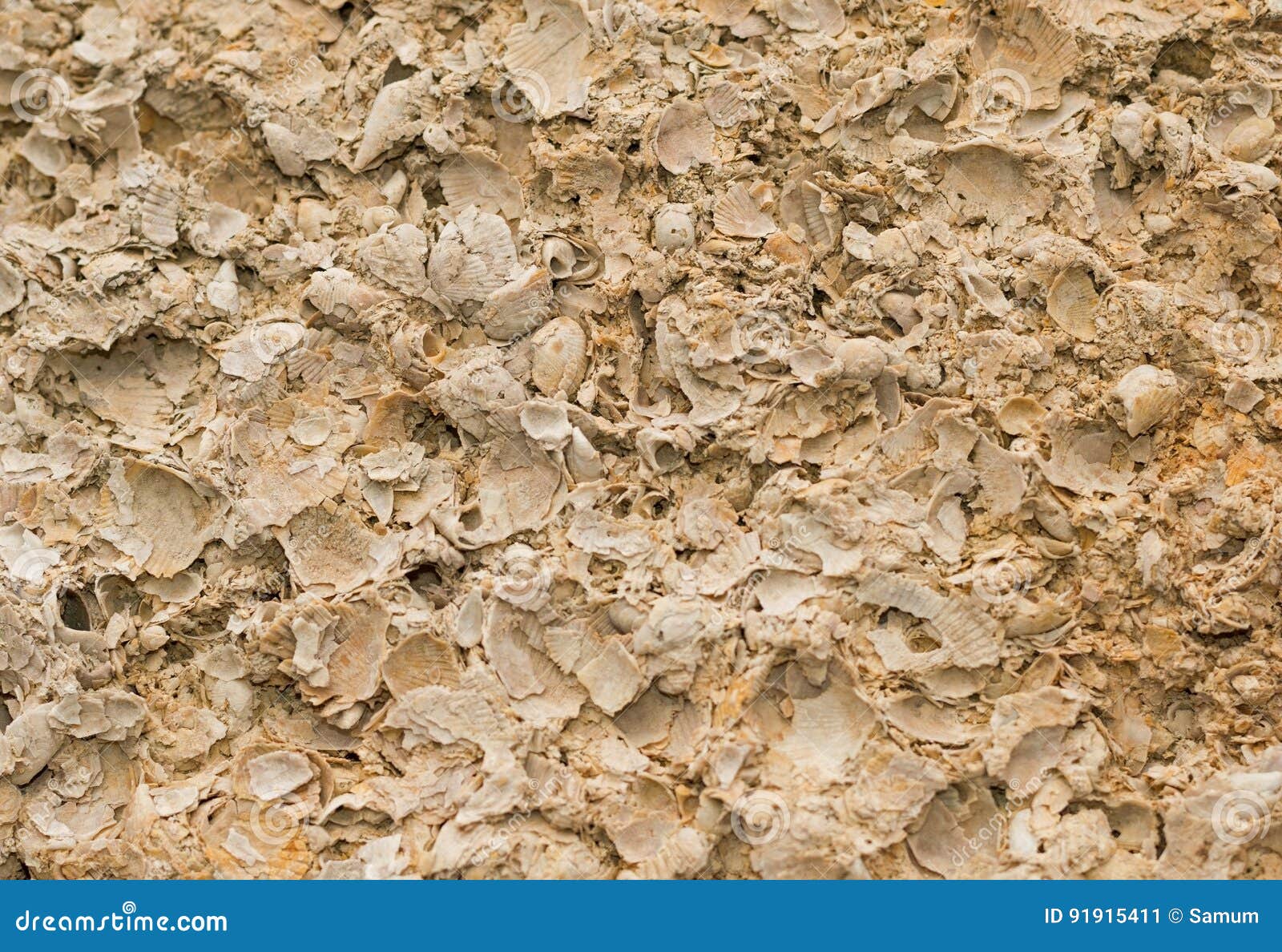 Background with Wall from Shell Rock Material Stock Image - Image of ...