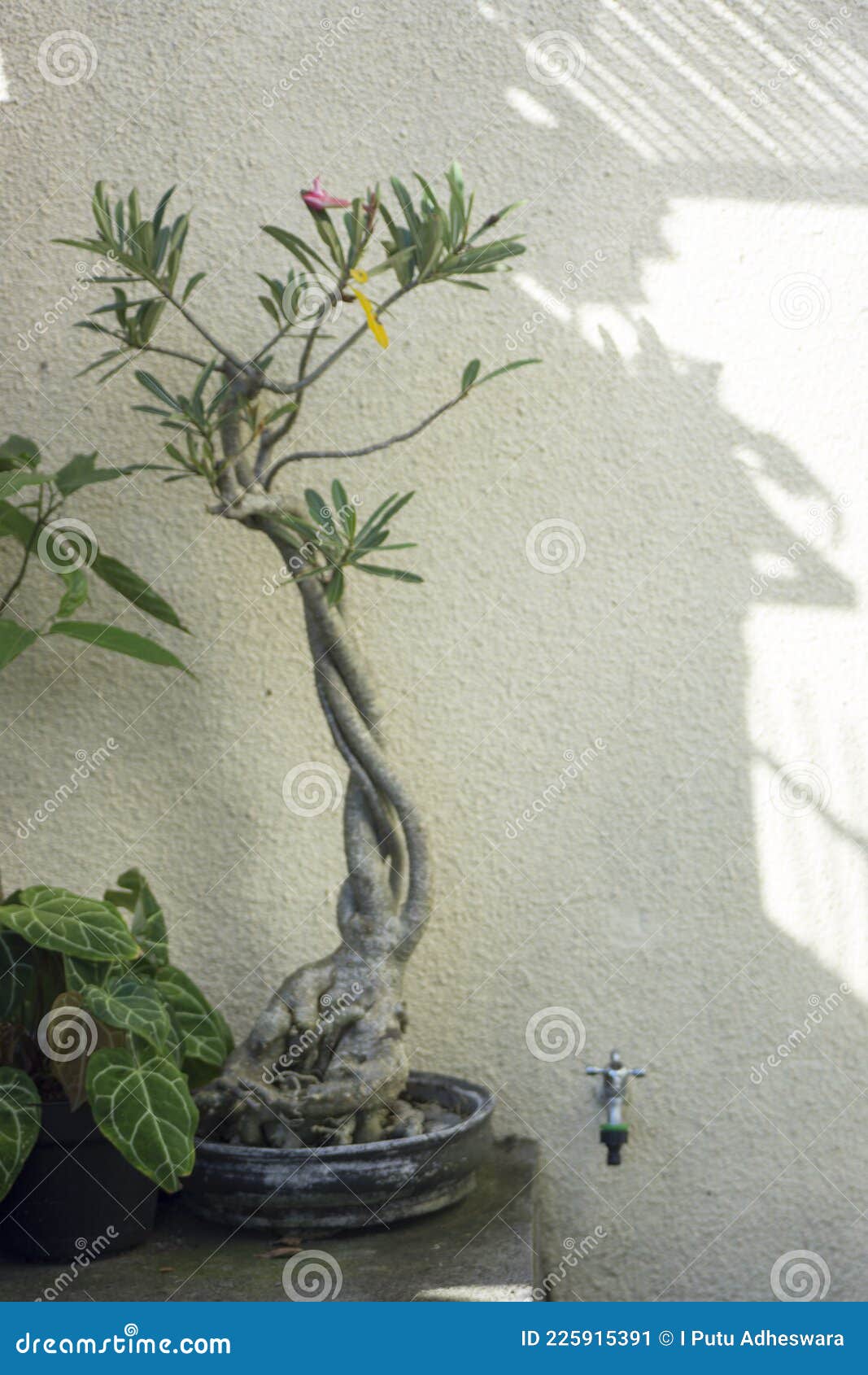 Background of Wall with Various Plants. Negative Space of Nature ...