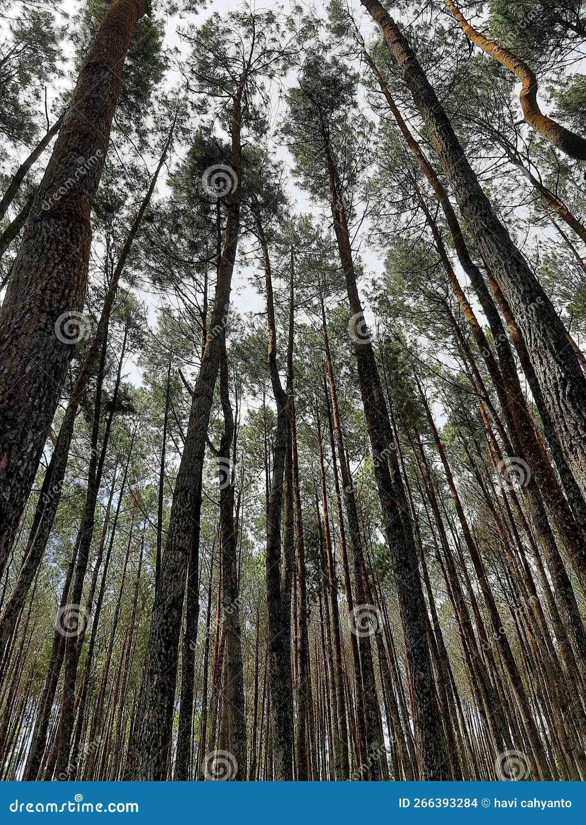 Background and Wallpaper Photo Pinus Tree Stock Photo - Image of tree ...