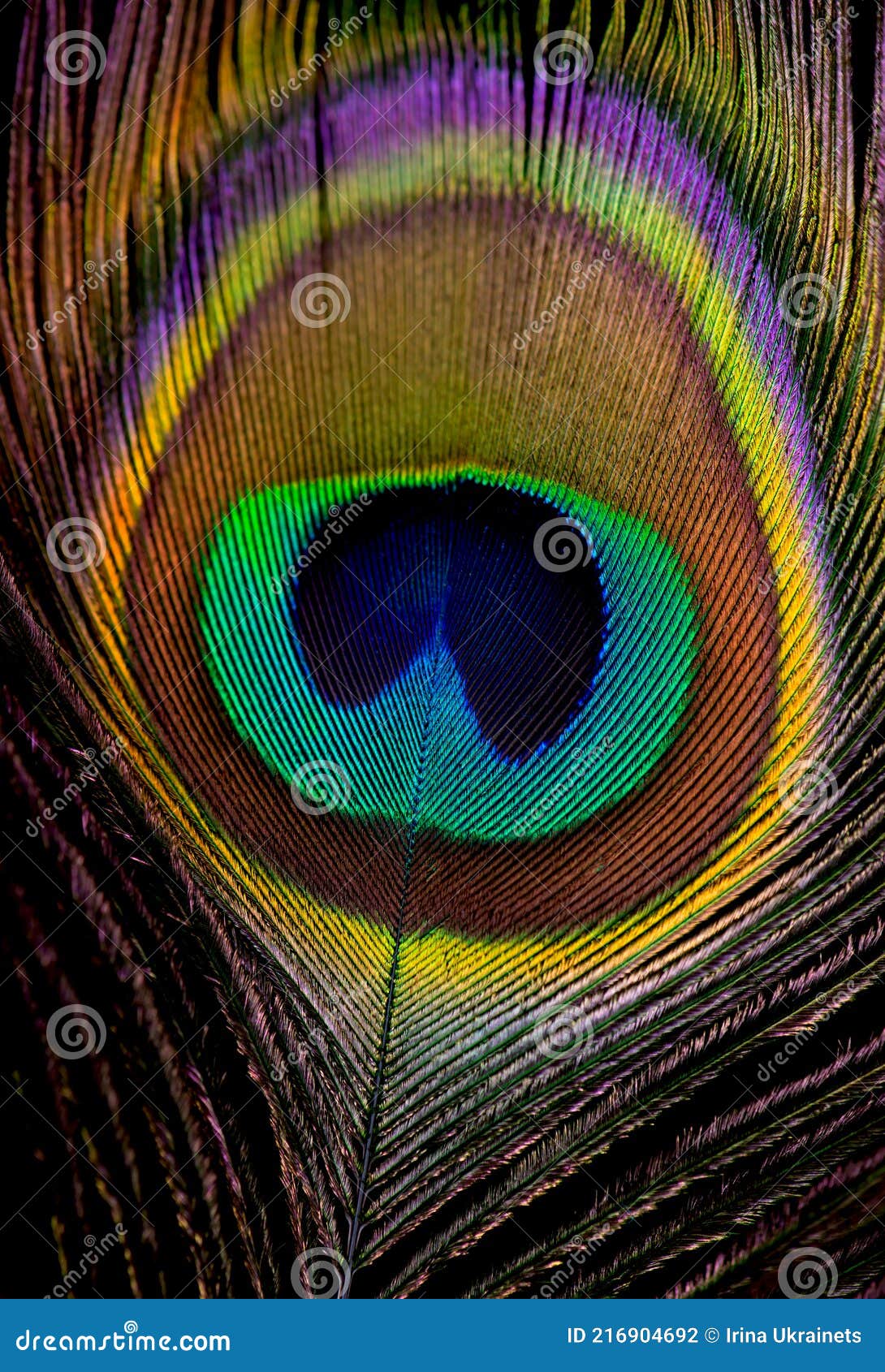 Background, Wallpaper, Texture. Part of Beautiful Peacock Tail in Dark ...