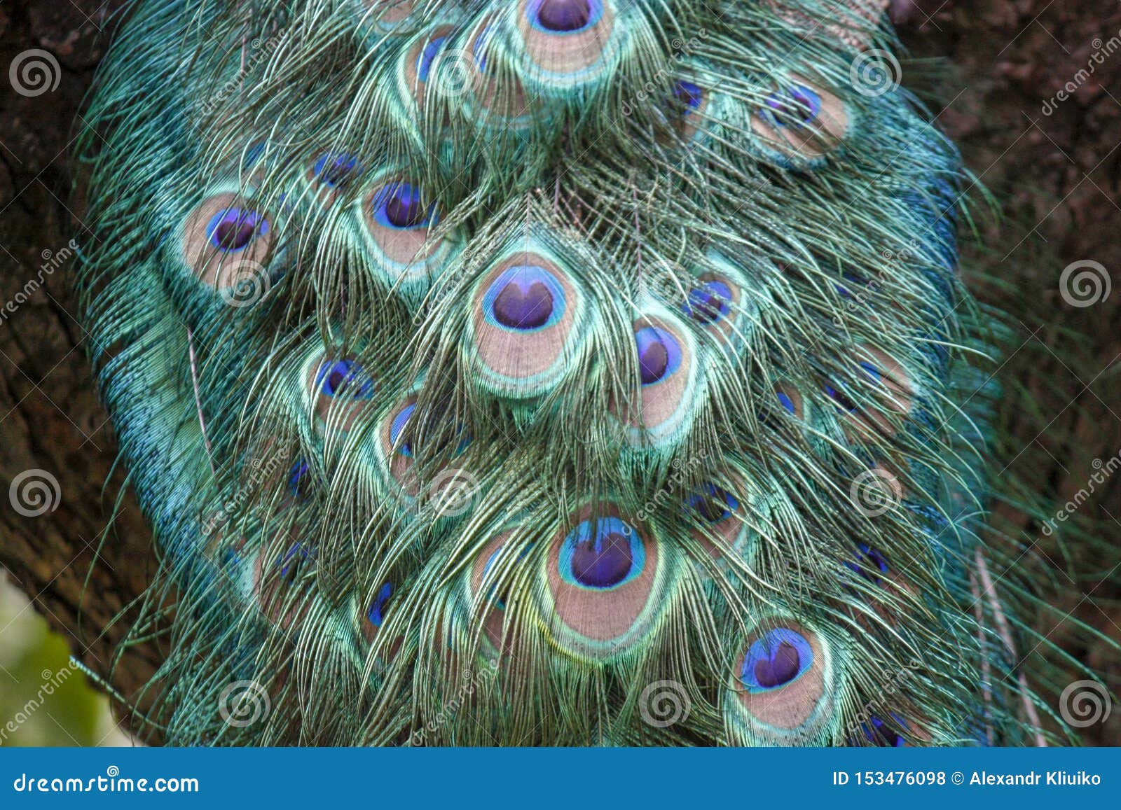 Background, Wallpaper, Texture. Part of a Beautiful Peacock Tail Close ...