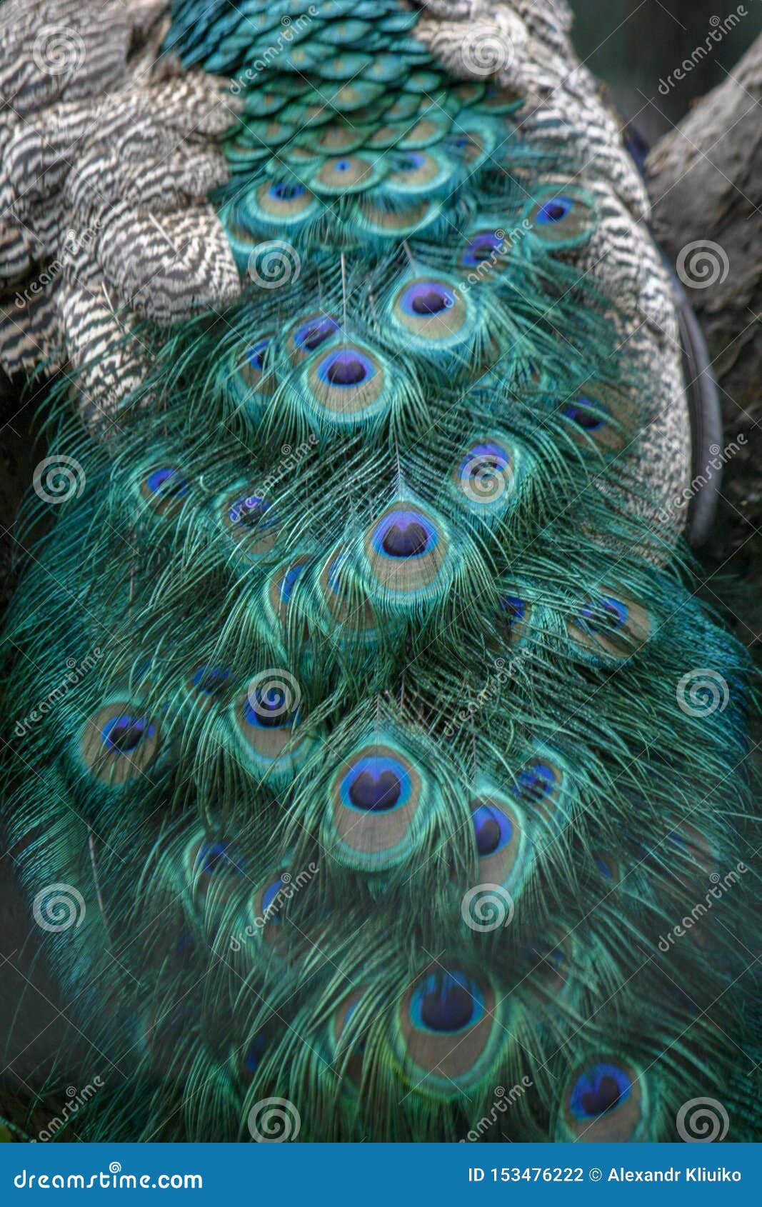 Background, Wallpaper, Texture. Part of a Beautiful Peacock Tail Close ...