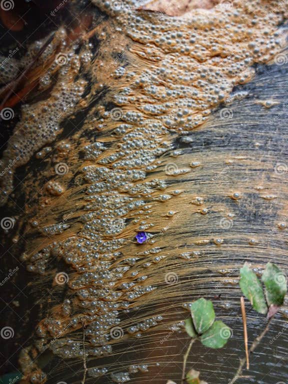 Background of Water Contaminated with Bacteria. Bacteria in Water Stock ...