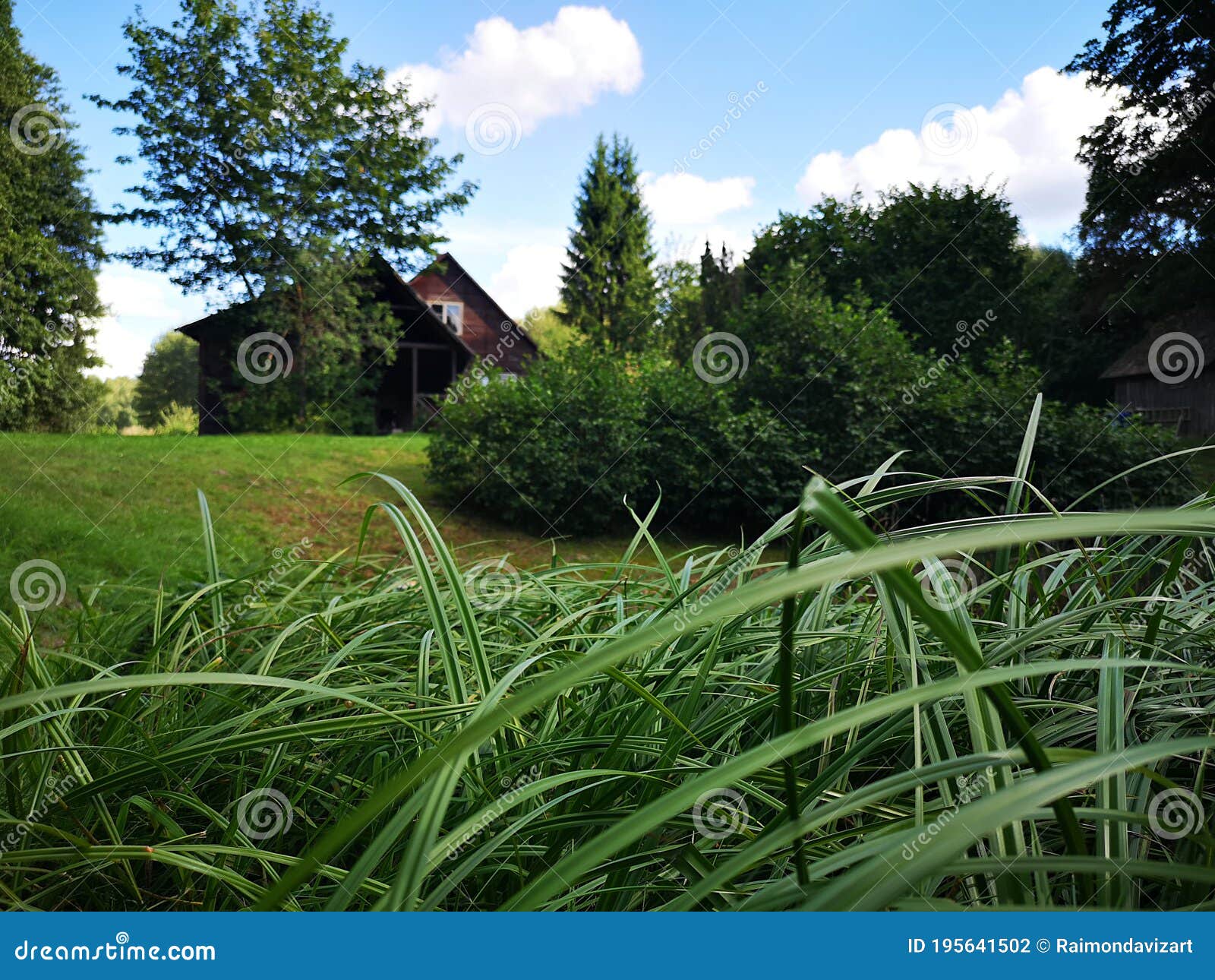 Background with Water Grass Texture Stock Photo - Image of green, tank ...
