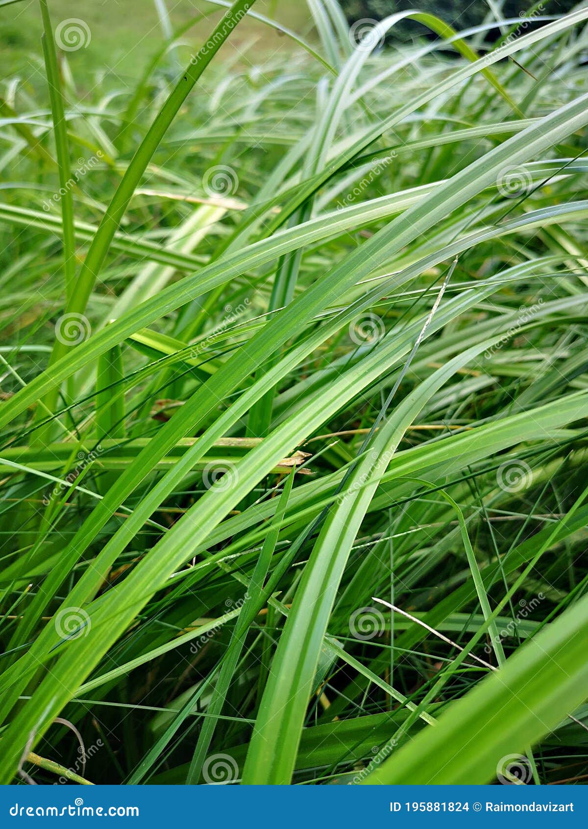 Background with Water Grass Texture Stock Photo - Image of water ...