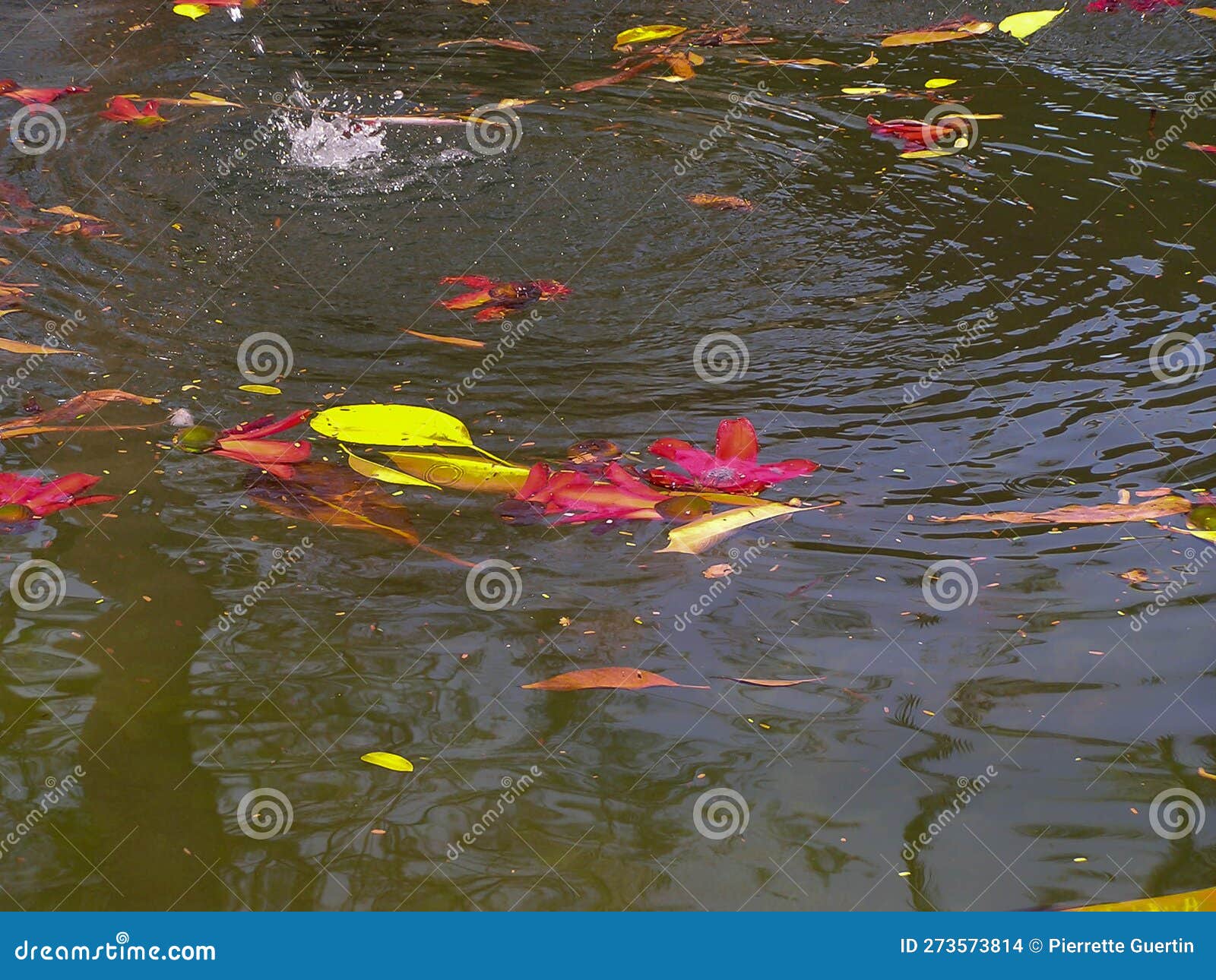 Background of Water, Leaves and Flowers Stock Photo - Image of lake ...