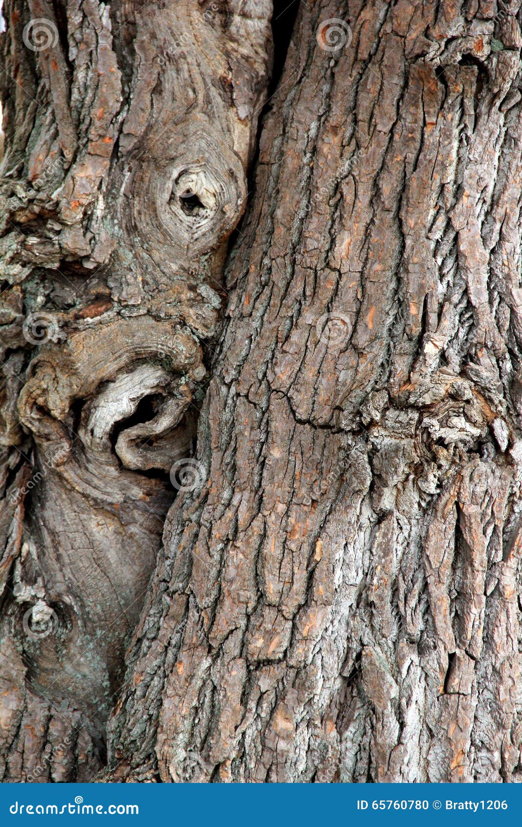 Background of Weathered,cracked Tree Bark Stock Photo - Image of ...