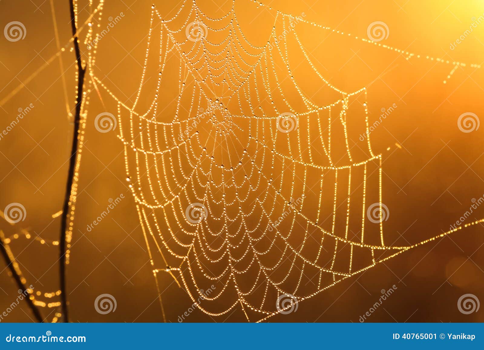 Background from a Web Shine in the Sun Stock Image - Image of drop ...