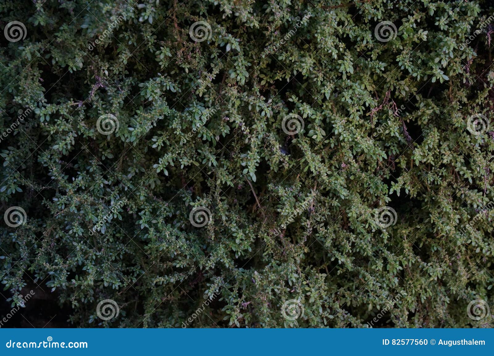 Background of Weed on the Wall Stock Photo - Image of fashion, backdrop ...